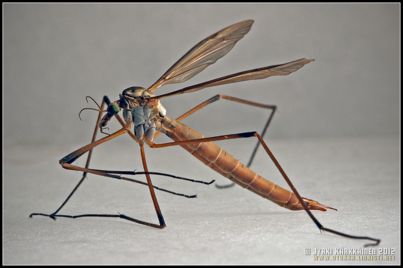 Tipula sp. - Vaaksiainen - Uusimmat kuvat - Ötökkäfobia